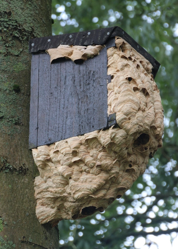 Zabieg usuwania gniazda os – jak wygląda i ile trwa?1